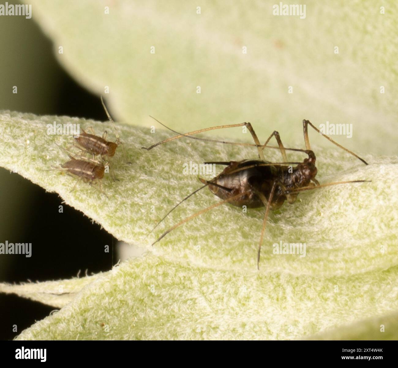 Black Sage Aphid (Macrosiphum salviae) Insecta Stock Photo - Alamy
