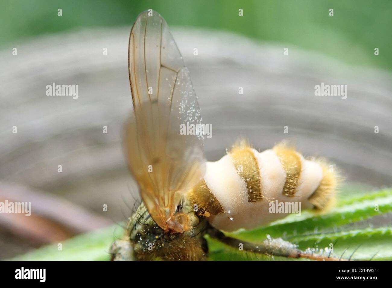 Fly Death Fungi (Entomophthora muscae) Fungi Stock Photo - Alamy