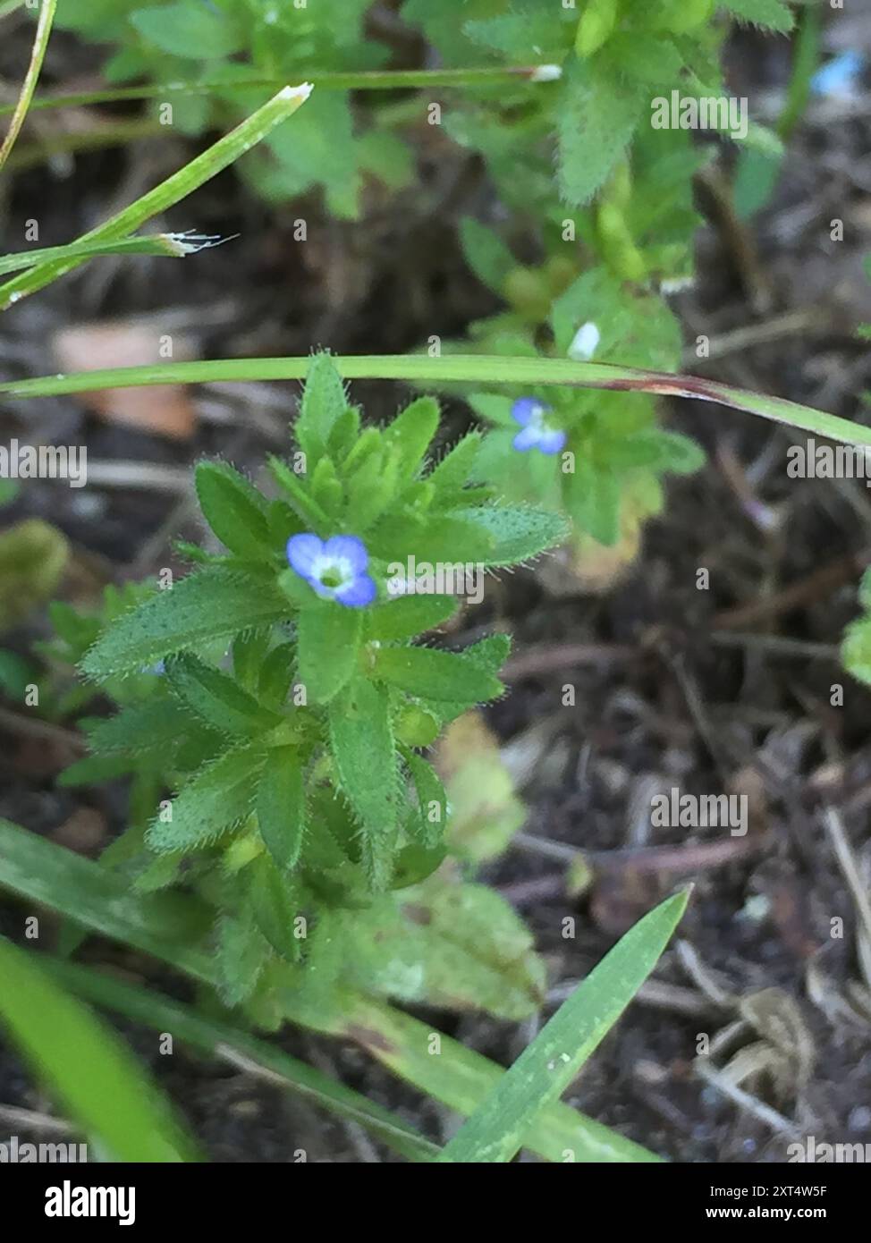 corn speedwell (Veronica arvensis) Plantae Stock Photo - Alamy