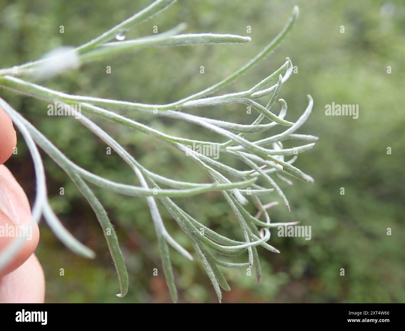Field Sagewort (Artemisia campestris) Plantae Stock Photo - Alamy