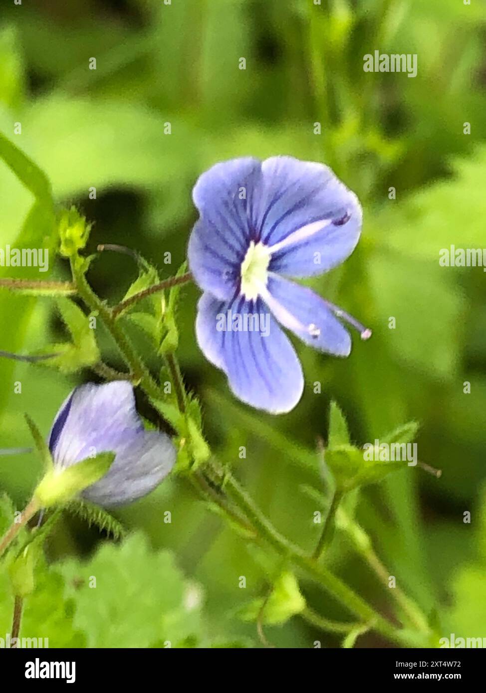 Germander Speedwell (Veronica chamaedrys) Plantae Stock Photo - Alamy