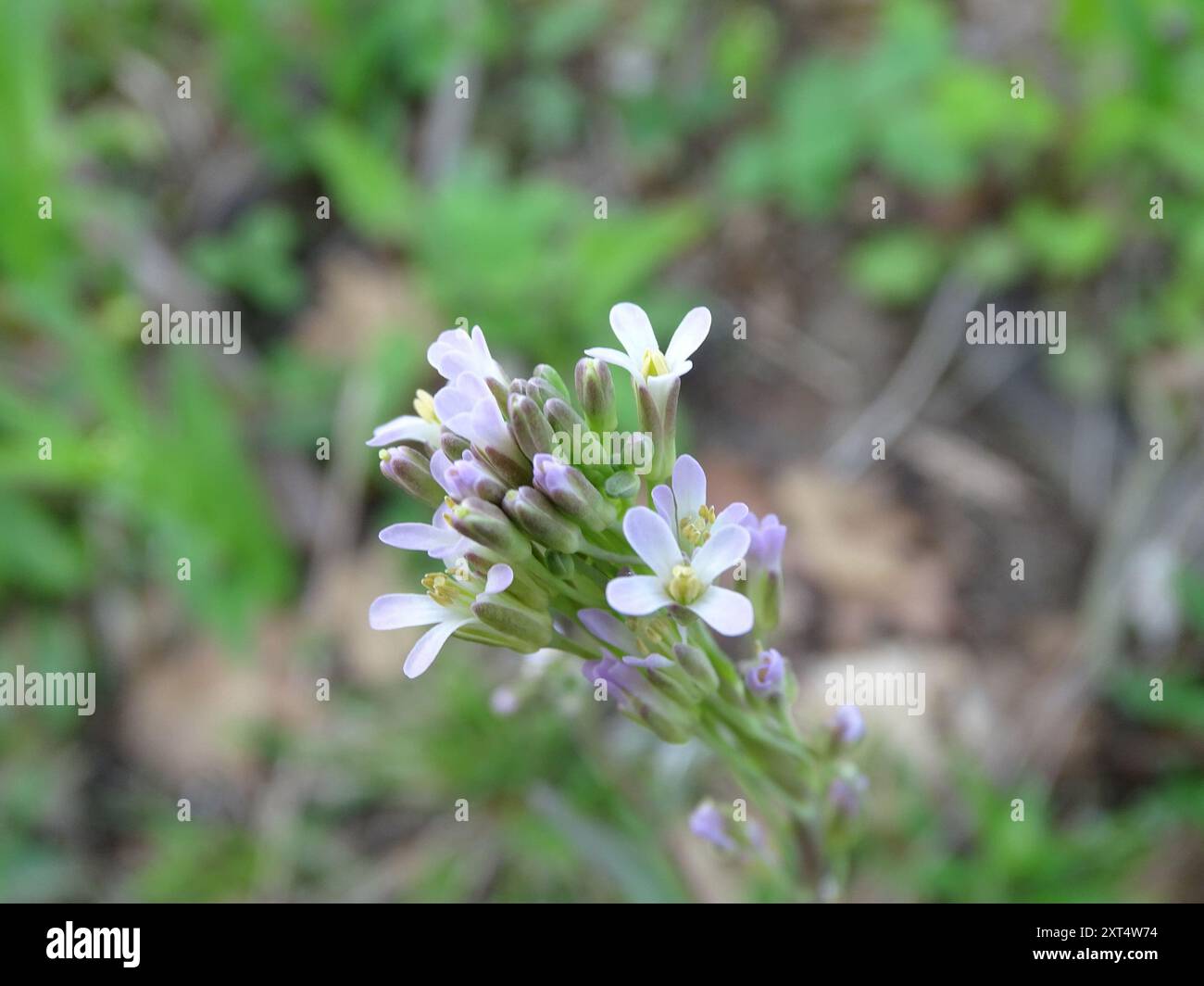 mustard family (Brassicaceae) Plantae Stock Photo - Alamy