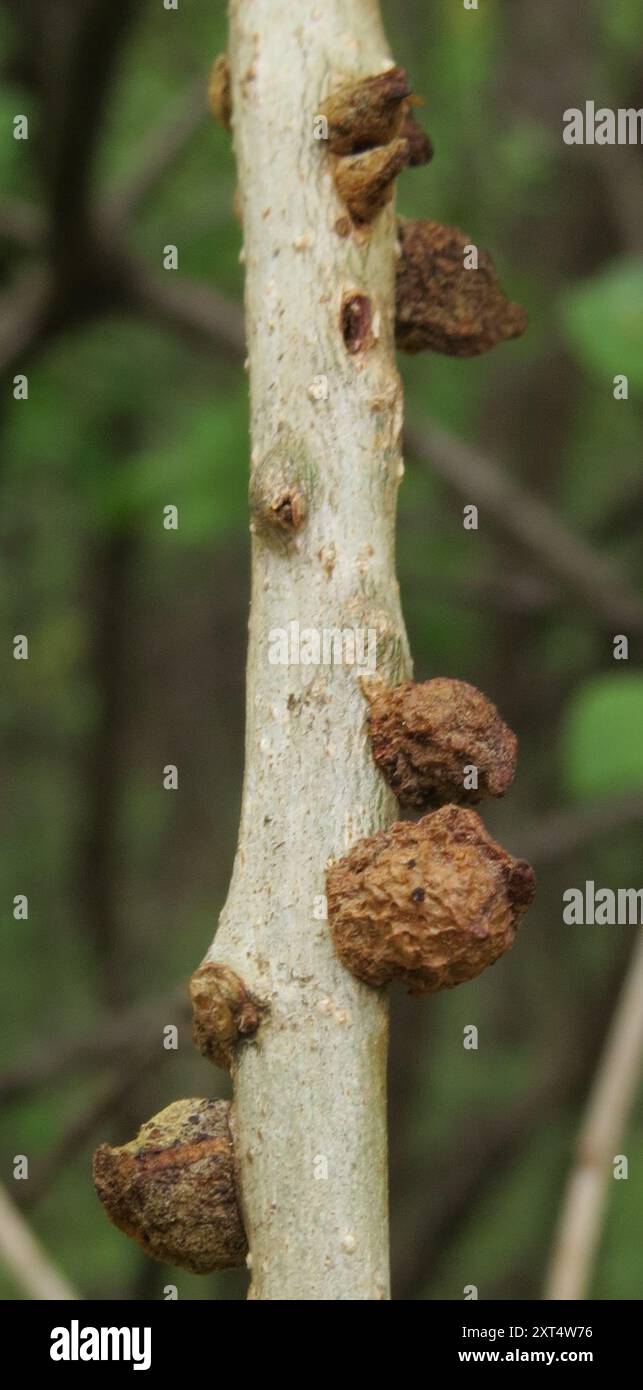 Oak Rough Bulletgall Wasp (Disholcaspis quercusmamma) Insecta Stock ...