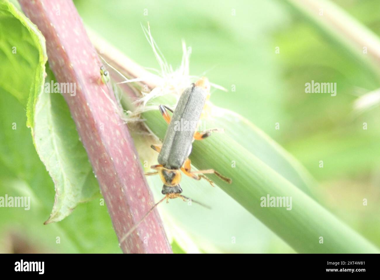 Grey Sailor Beetle (Cantharis nigricans) Insecta Stock Photo - Alamy