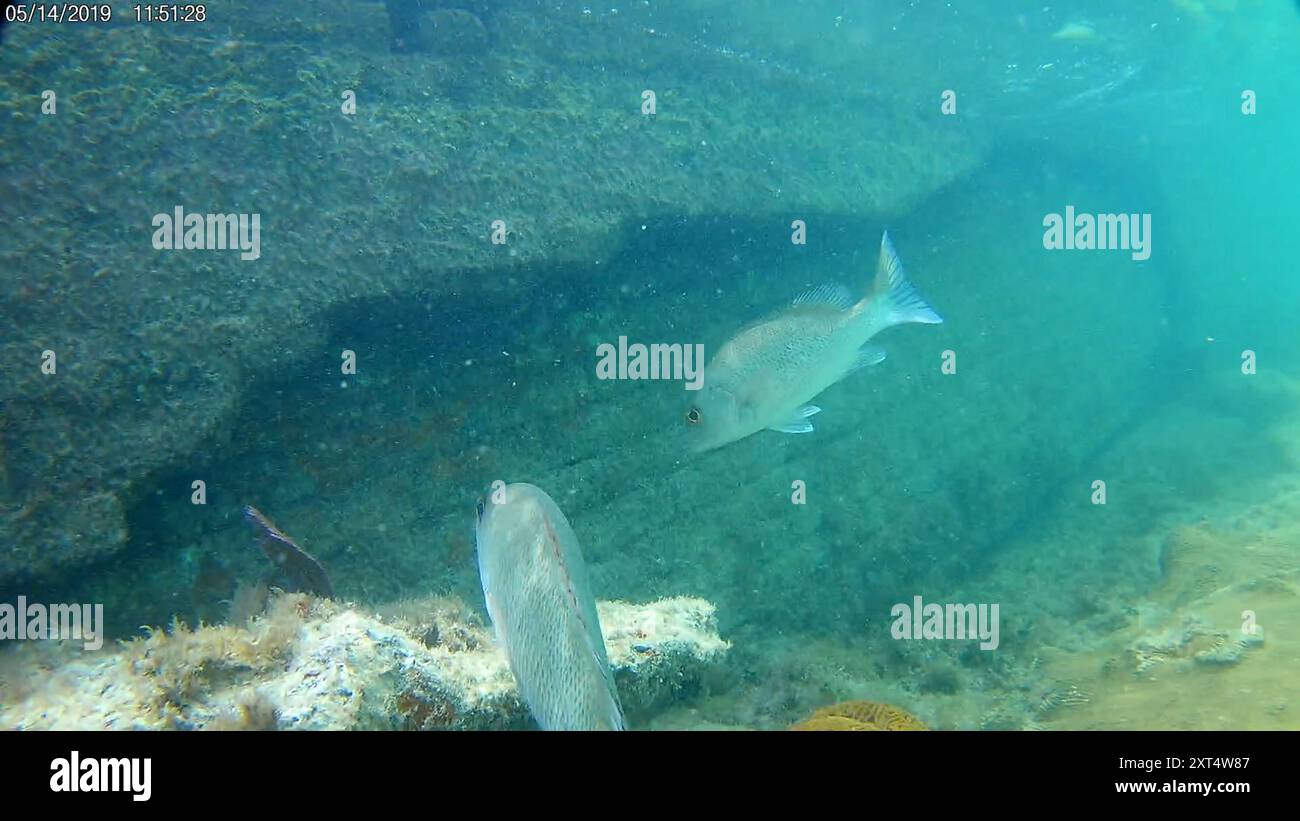 Gray Snapper (Lutjanus griseus) Actinopterygii Stock Photo - Alamy