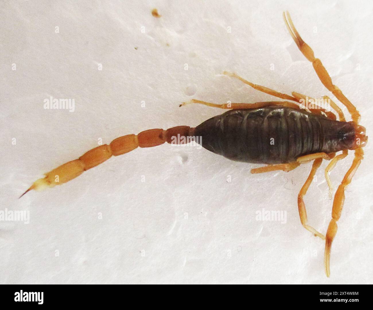 Granulated Thick-tailed Scorpion (Parabuthus granulatus) Arachnida ...