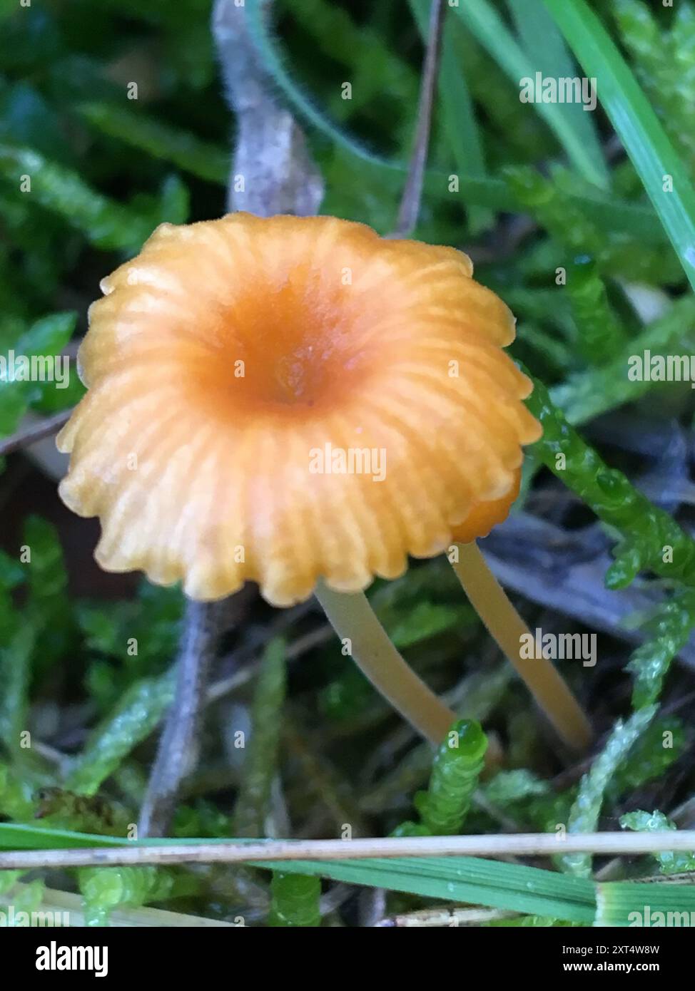Orange Moss Navel (Rickenella fibula) Fungi Stock Photo - Alamy
