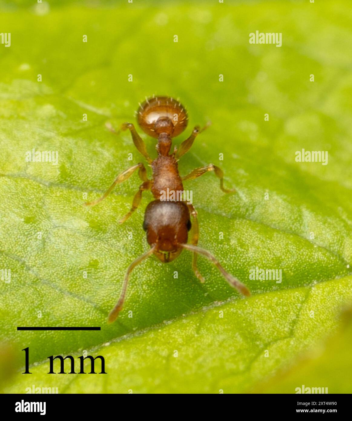 Doubtful Acorn Ant (Temnothorax ambiguus) Insecta Stock Photo - Alamy