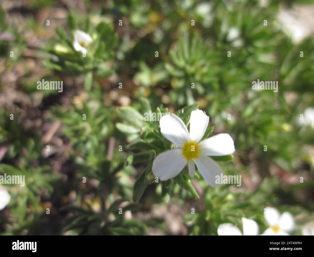 Nuttall's Linanthus (Leptosiphon nuttallii) Plantae Stock Photo - Alamy