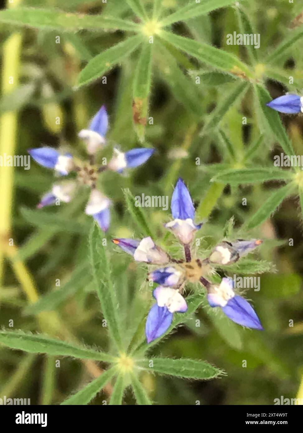 Miniature Lupine (Lupinus bicolor) Plantae Stock Photo - Alamy