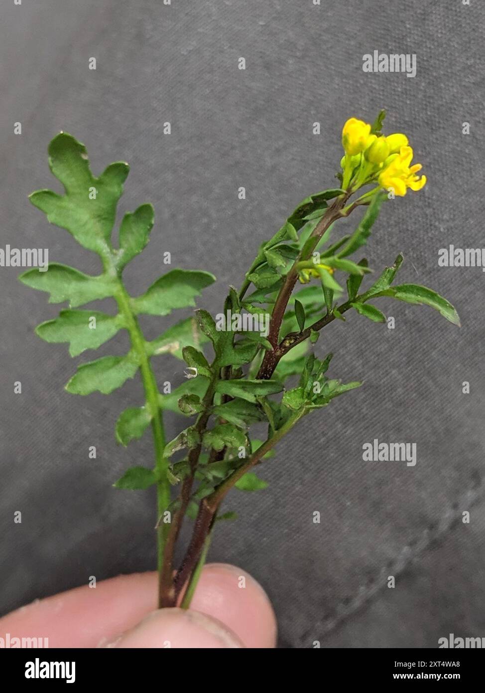 Creeping Yellowcress (Rorippa sylvestris) Plantae Stock Photo - Alamy