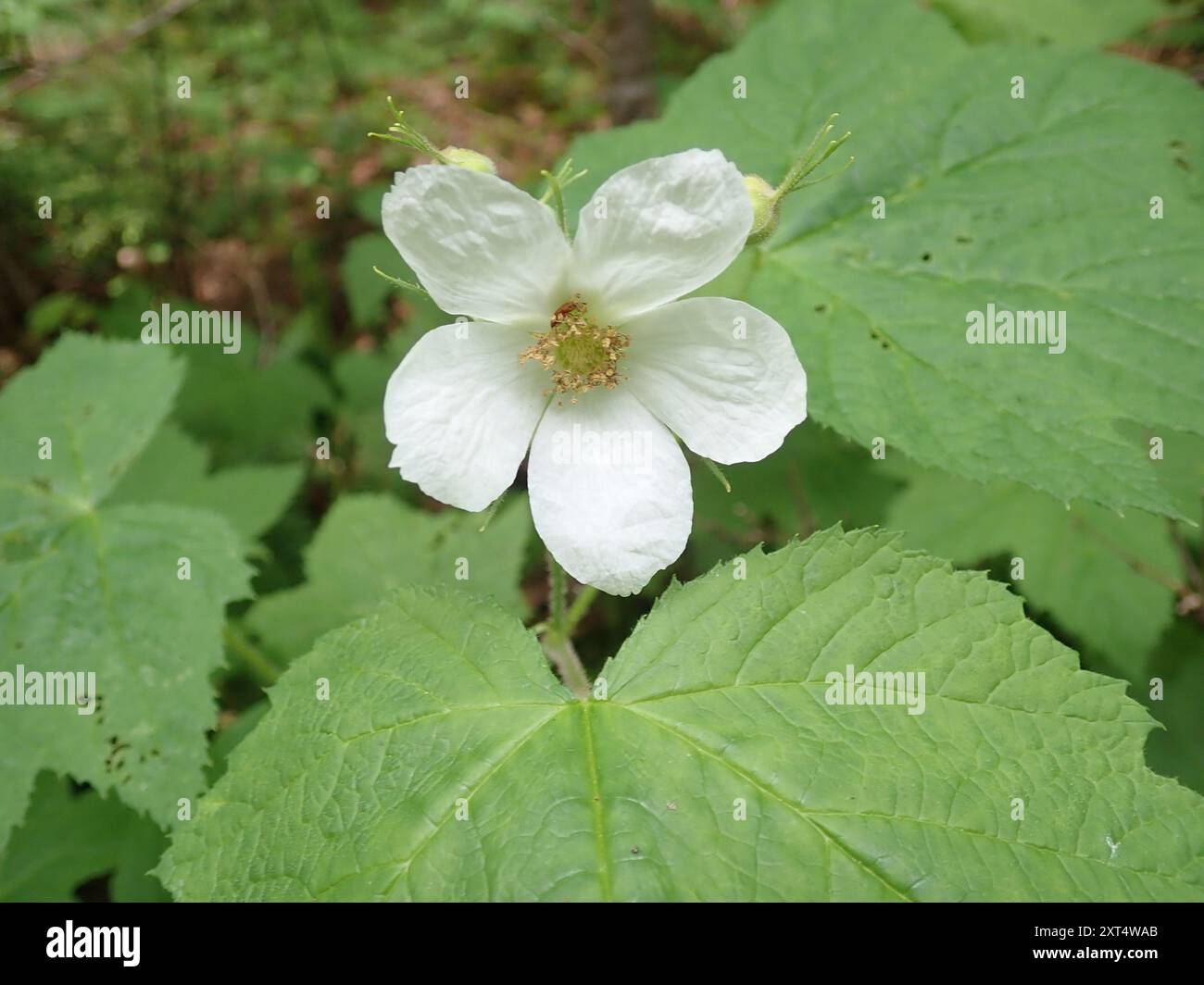 thimbleberry (Rubus parviflorus) Plantae Stock Photo - Alamy