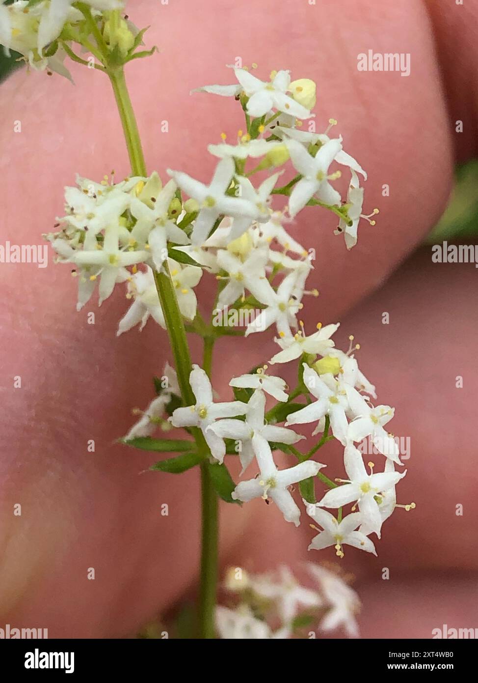white bedstraw (Galium album) Plantae Stock Photo - Alamy