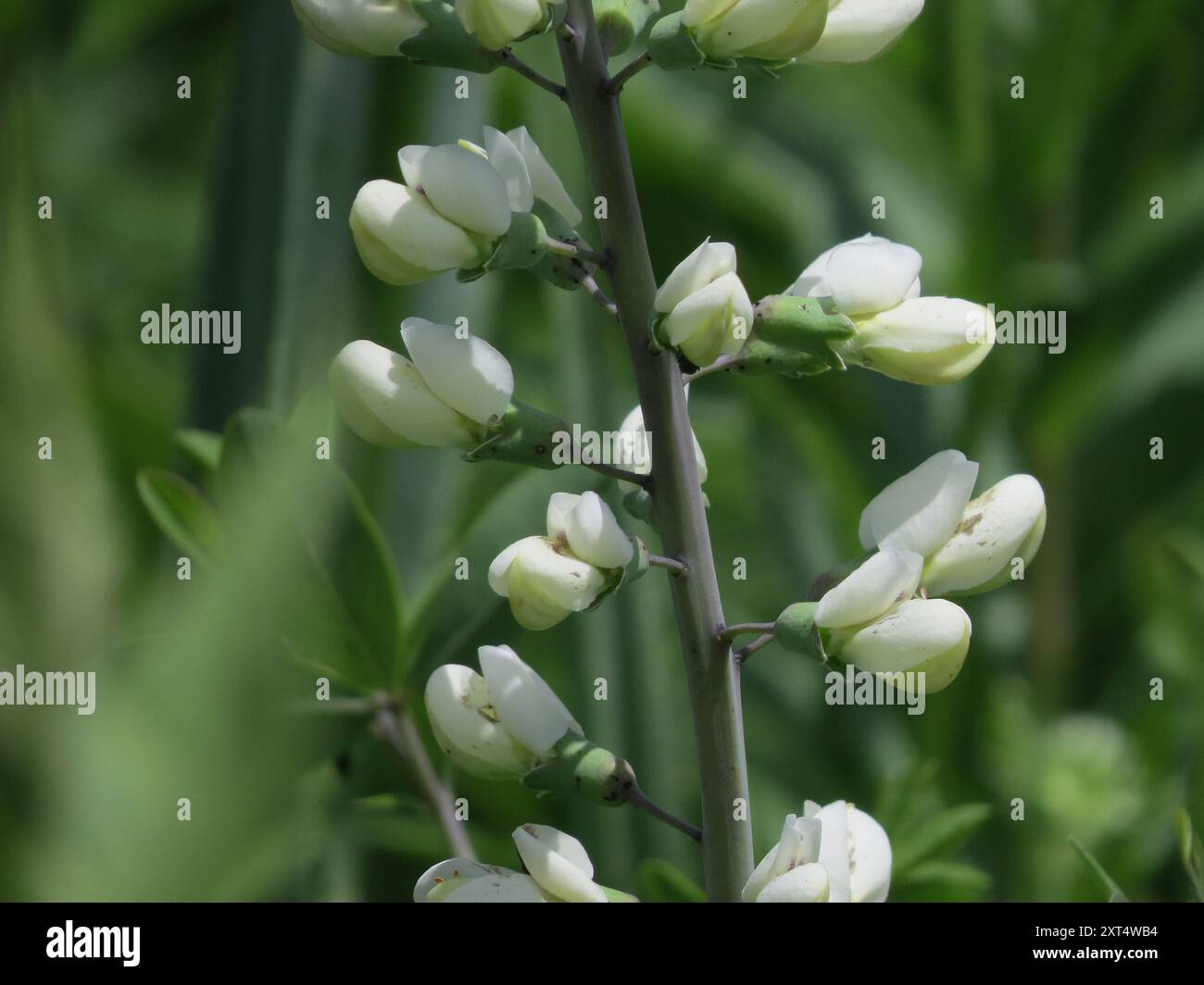 white wild indigo (Baptisia alba) Plantae Stock Photo - Alamy