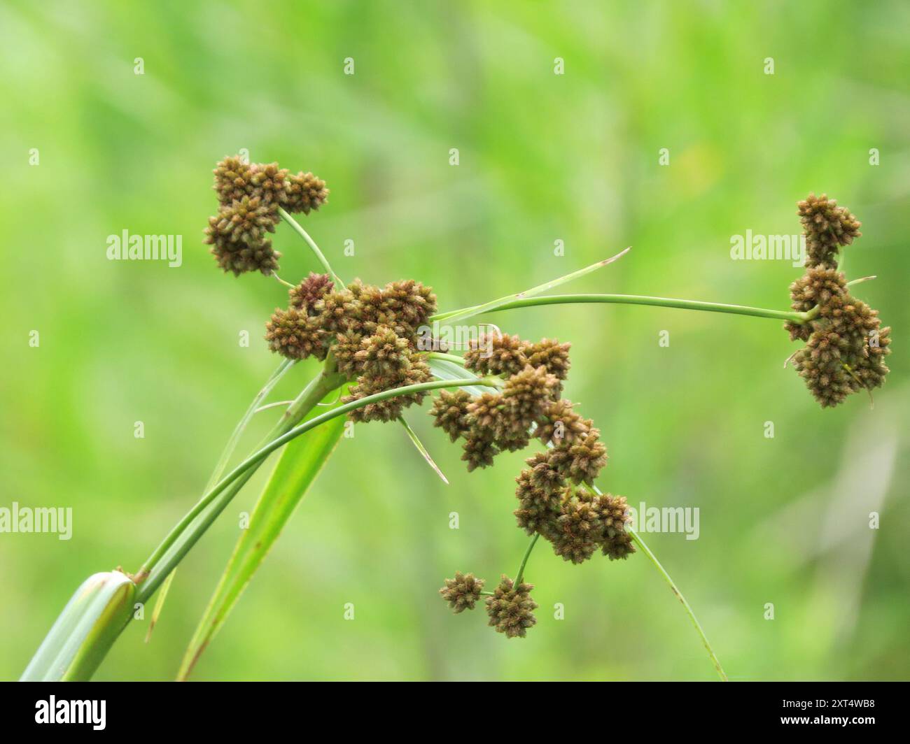 dark green bulrush (Scirpus atrovirens) Plantae Stock Photo - Alamy