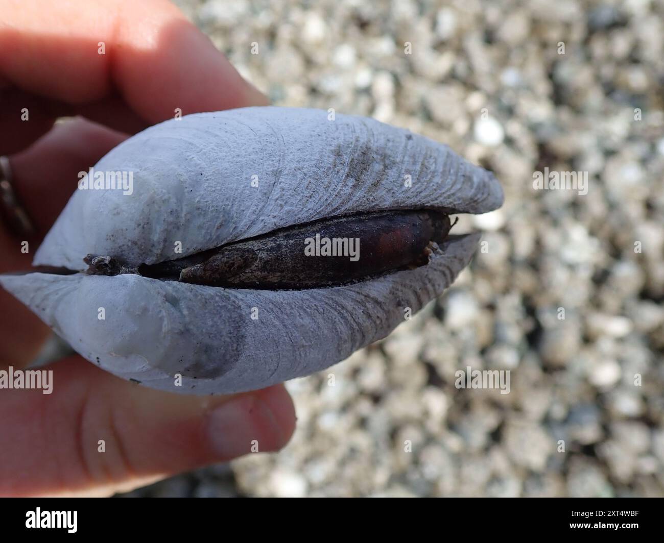 Butter Clam (Saxidomus gigantea) Mollusca Stock Photo - Alamy