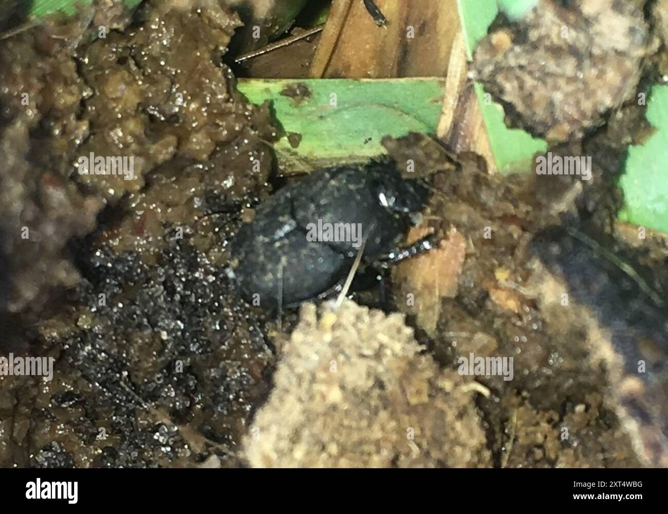 Dung Beetles (Scarabaeinae) Insecta Stock Photo - Alamy