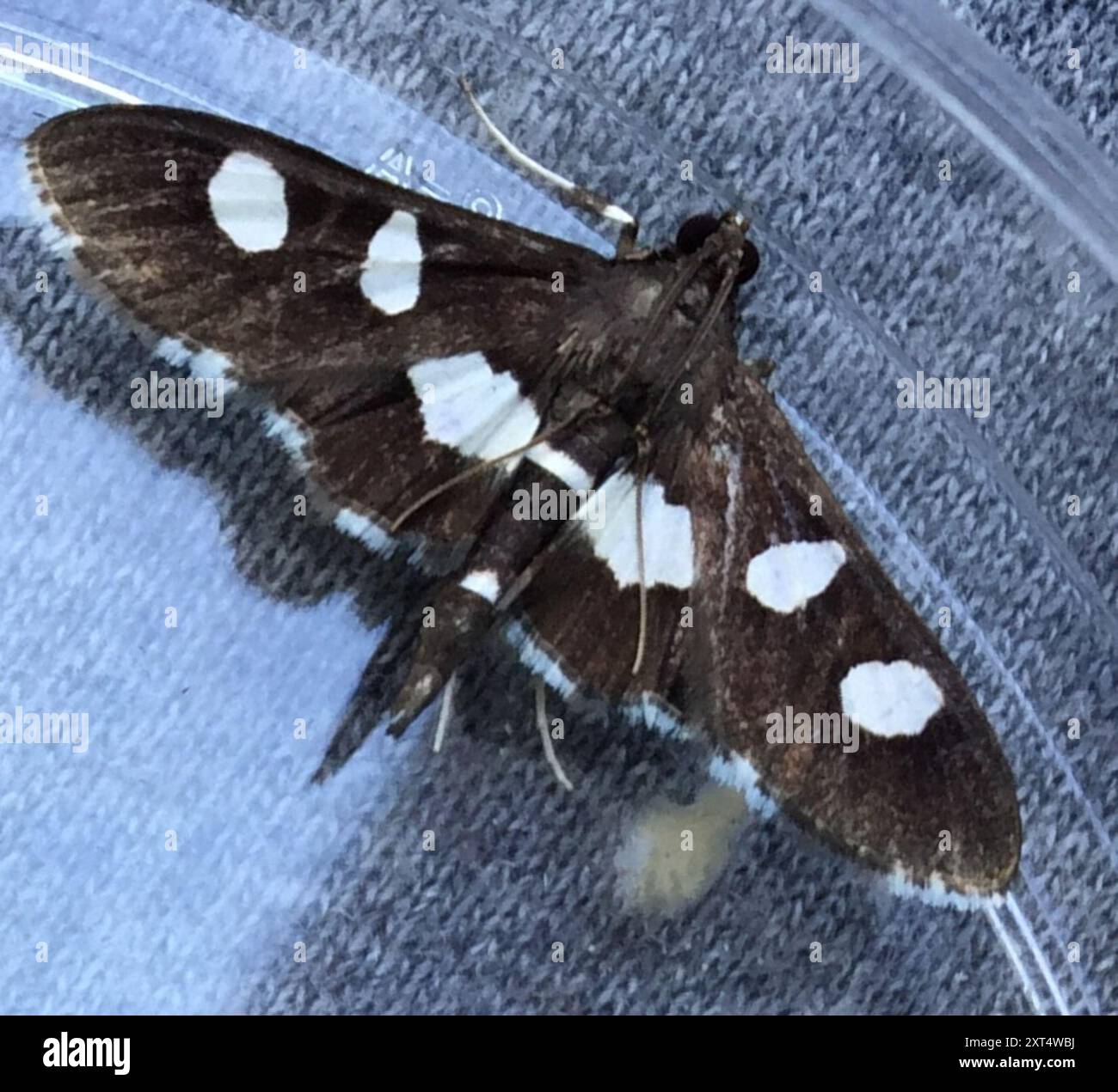 Grape Leaffolder Moth (Desmia funeralis) Insecta Stock Photo - Alamy