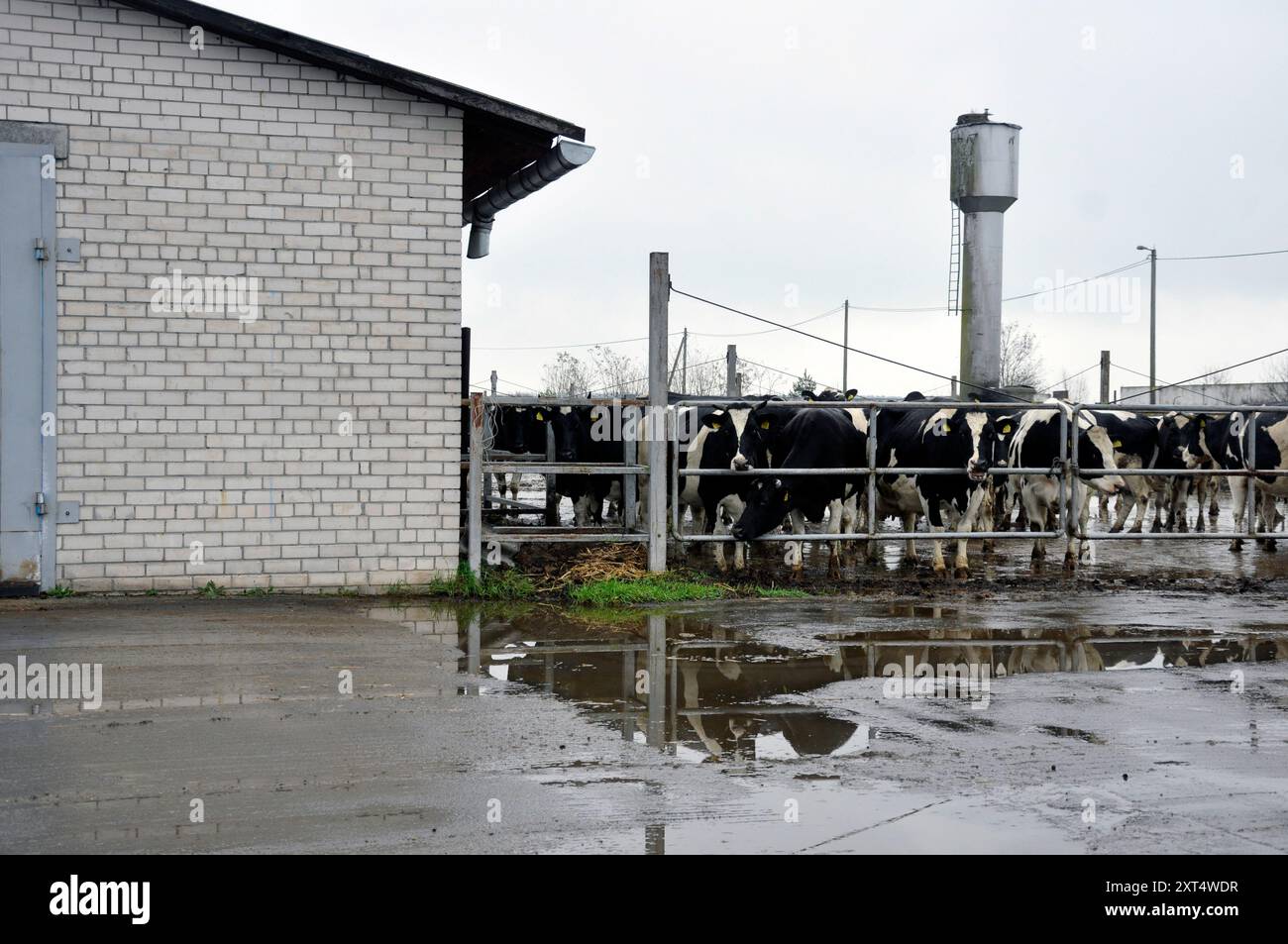 A herd of cows in a modern livestock farm Stock Photo - Alamy