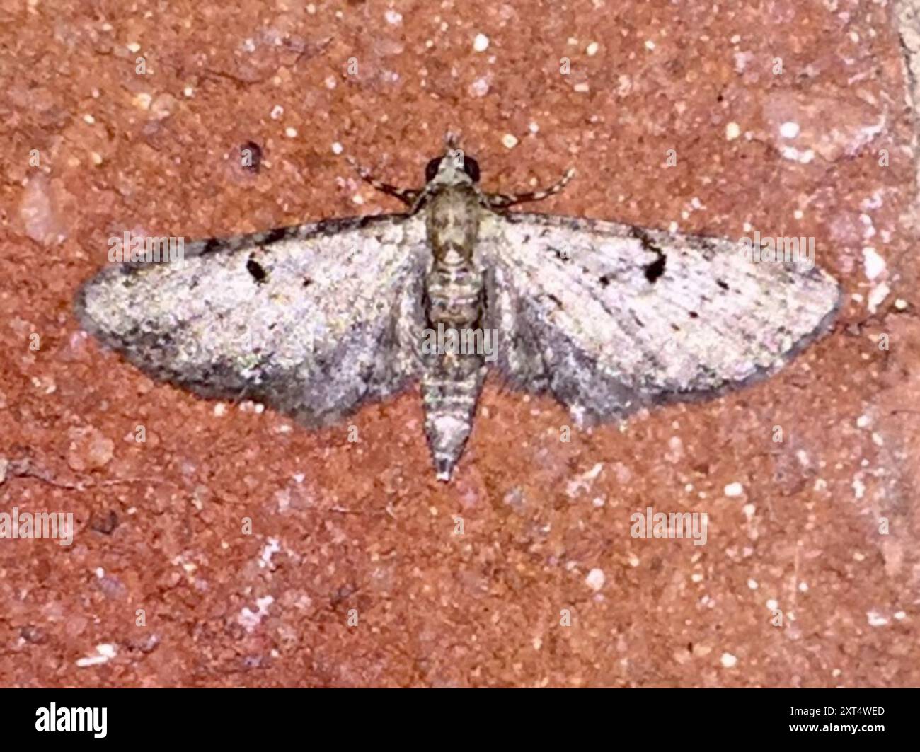 Common Eupithecia Moth (Eupithecia miserulata) Insecta Stock Photo - Alamy