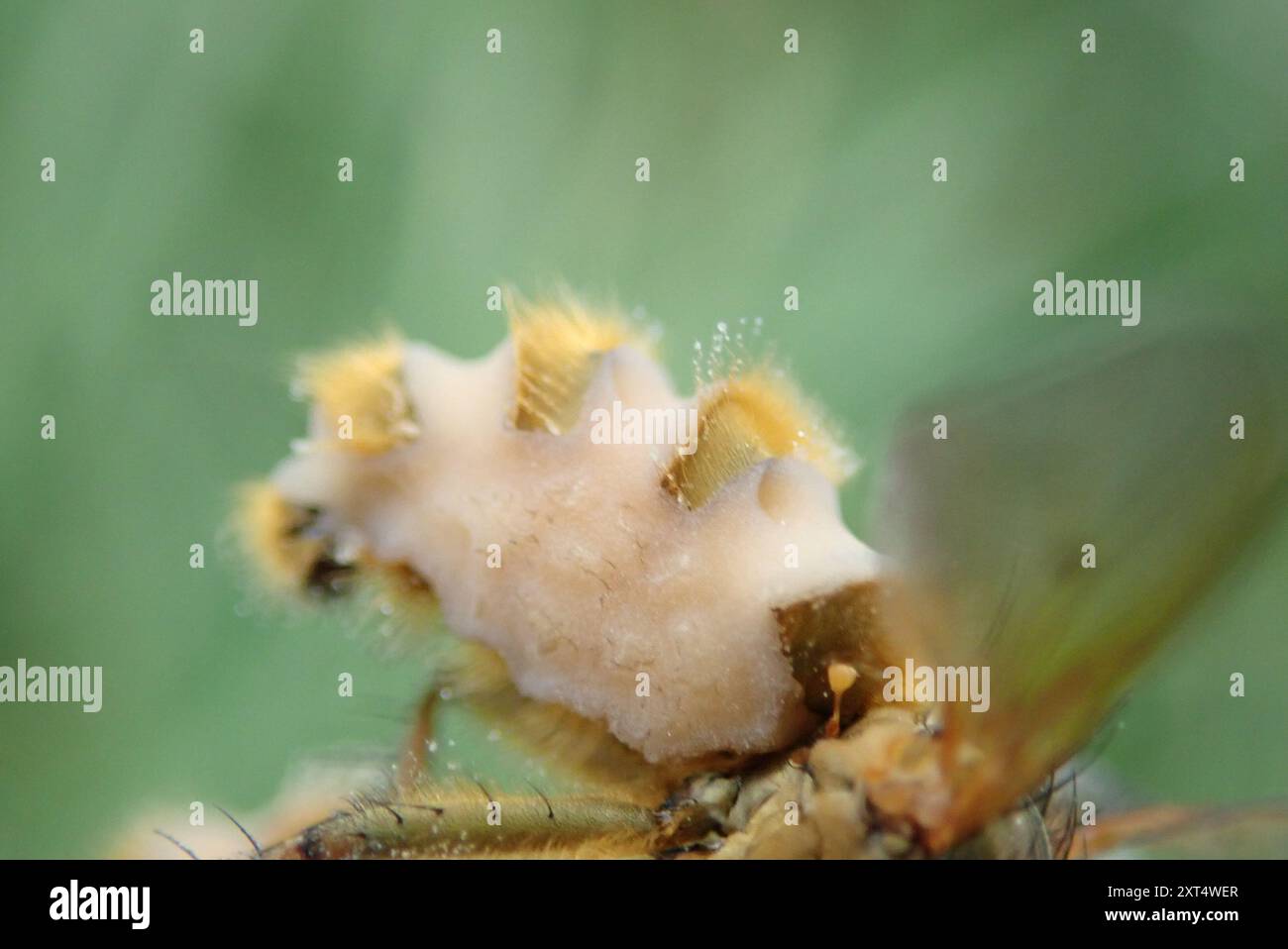 Fly Death Fungi (Entomophthora muscae) Fungi Stock Photo - Alamy