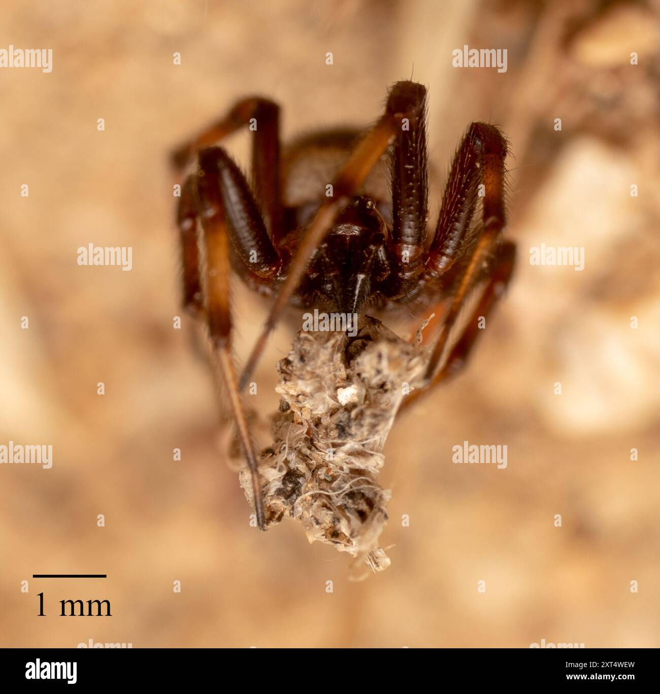 Comb-footed Spiders (Theridiidae) Arachnida Stock Photo - Alamy