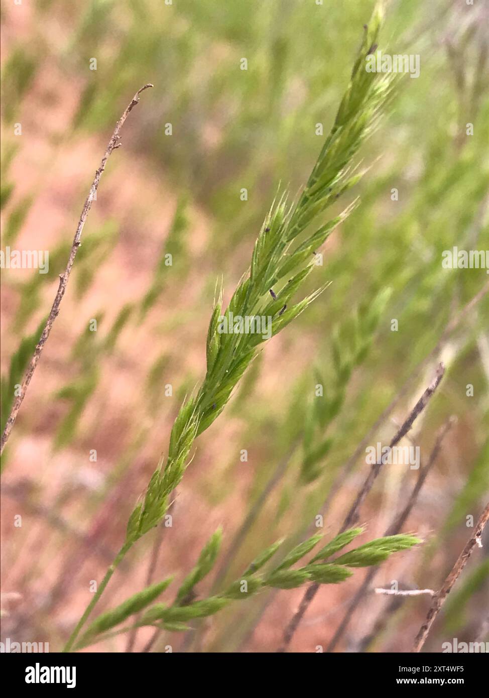 grasses (Poaceae) Plantae Stock Photo - Alamy