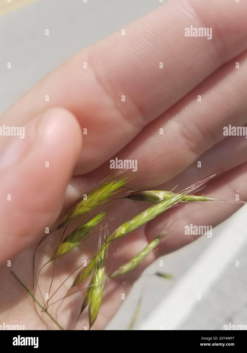 Japanese brome (Bromus japonicus) Plantae Stock Photo - Alamy