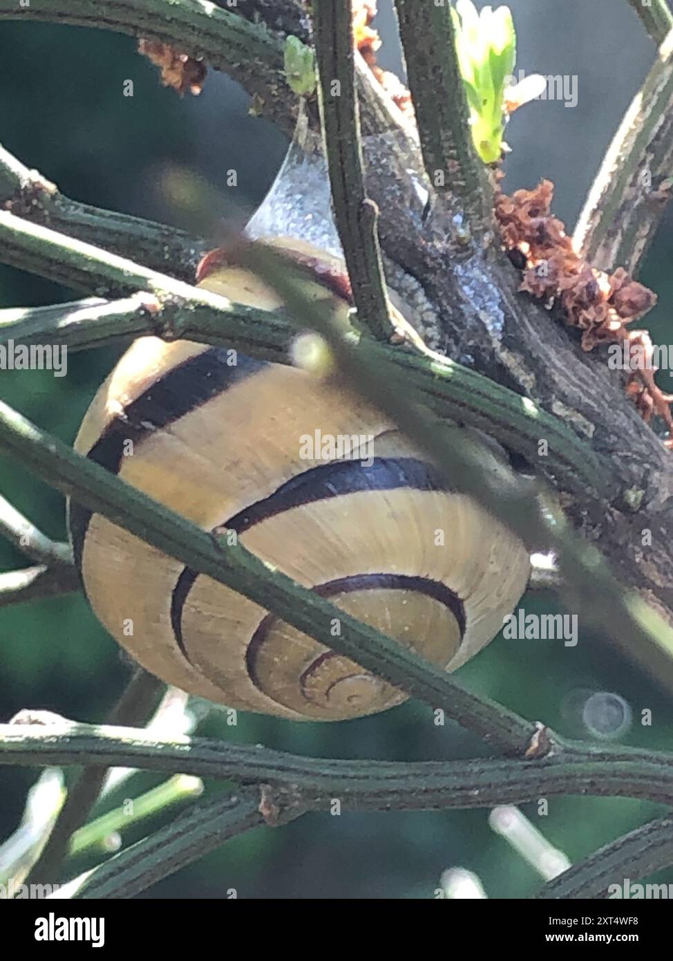 Brown-lipped Snail (Cepaea nemoralis) Mollusca Stock Photo - Alamy