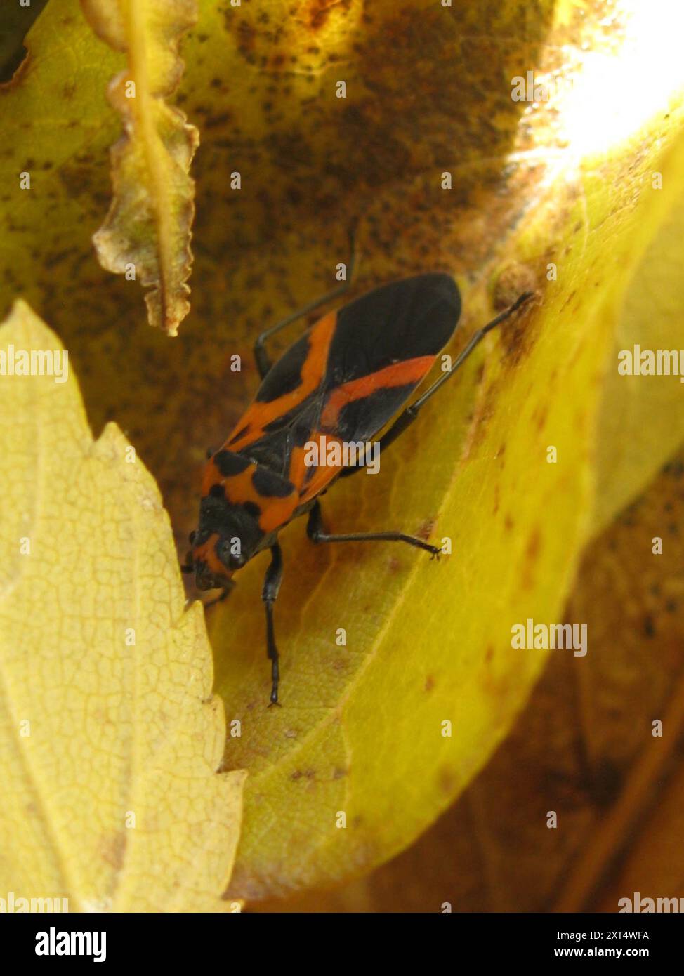 False Milkweed Bug (Lygaeus turcicus) Insecta Stock Photo - Alamy