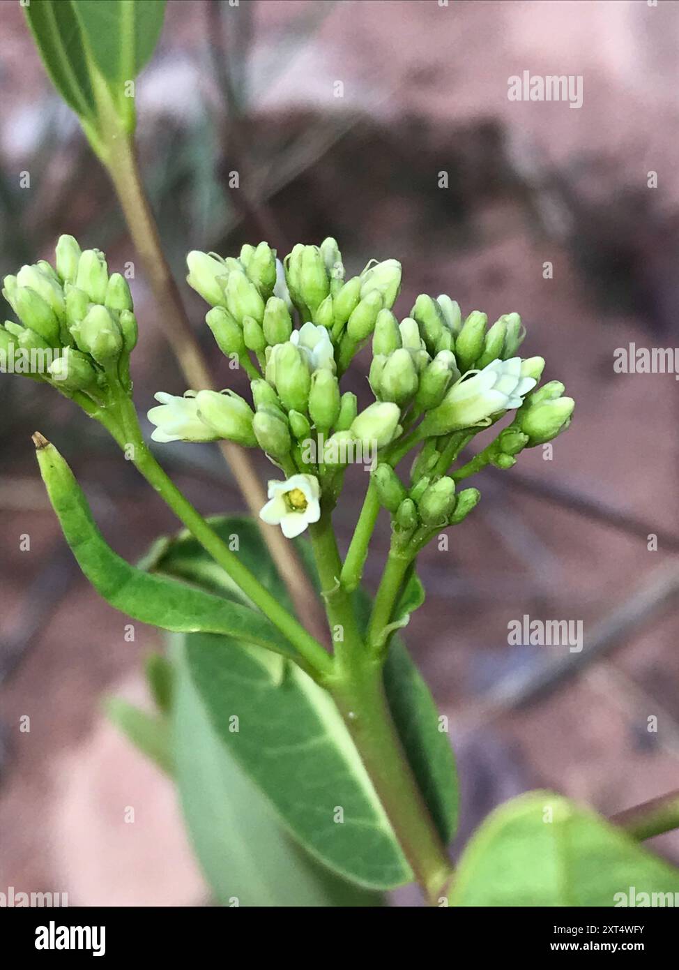 hemp dogbane (Apocynum cannabinum) Plantae Stock Photo - Alamy