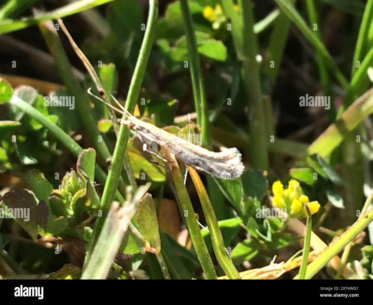Diamondback Moth (Plutella xylostella) Insecta Stock Photo - Alamy
