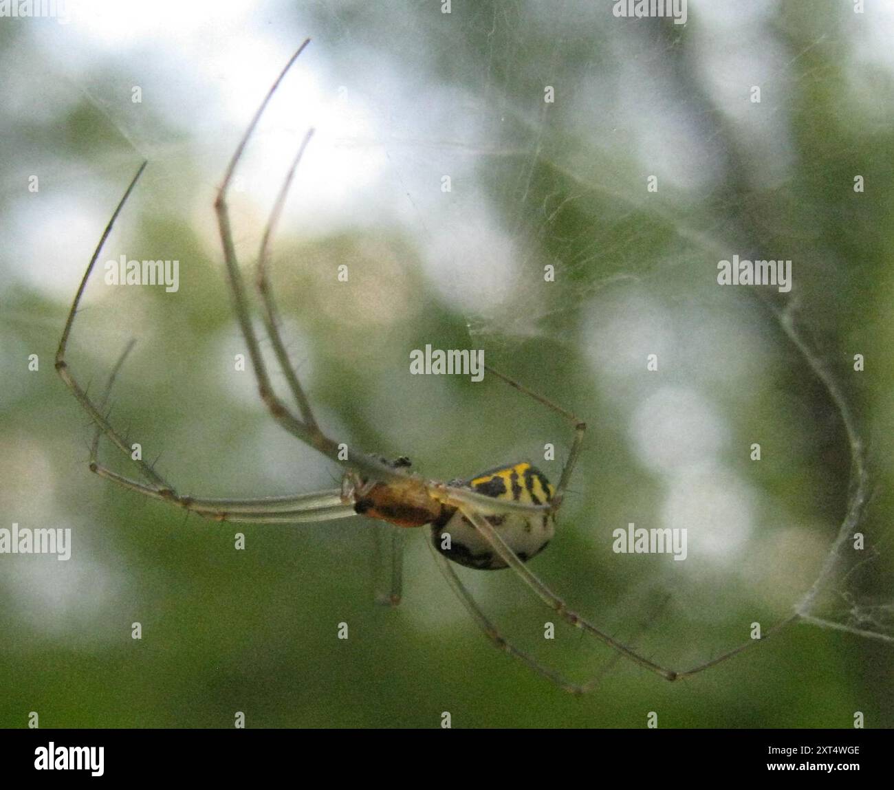 Filmy Dome Spider (Neriene radiata) Arachnida Stock Photo - Alamy