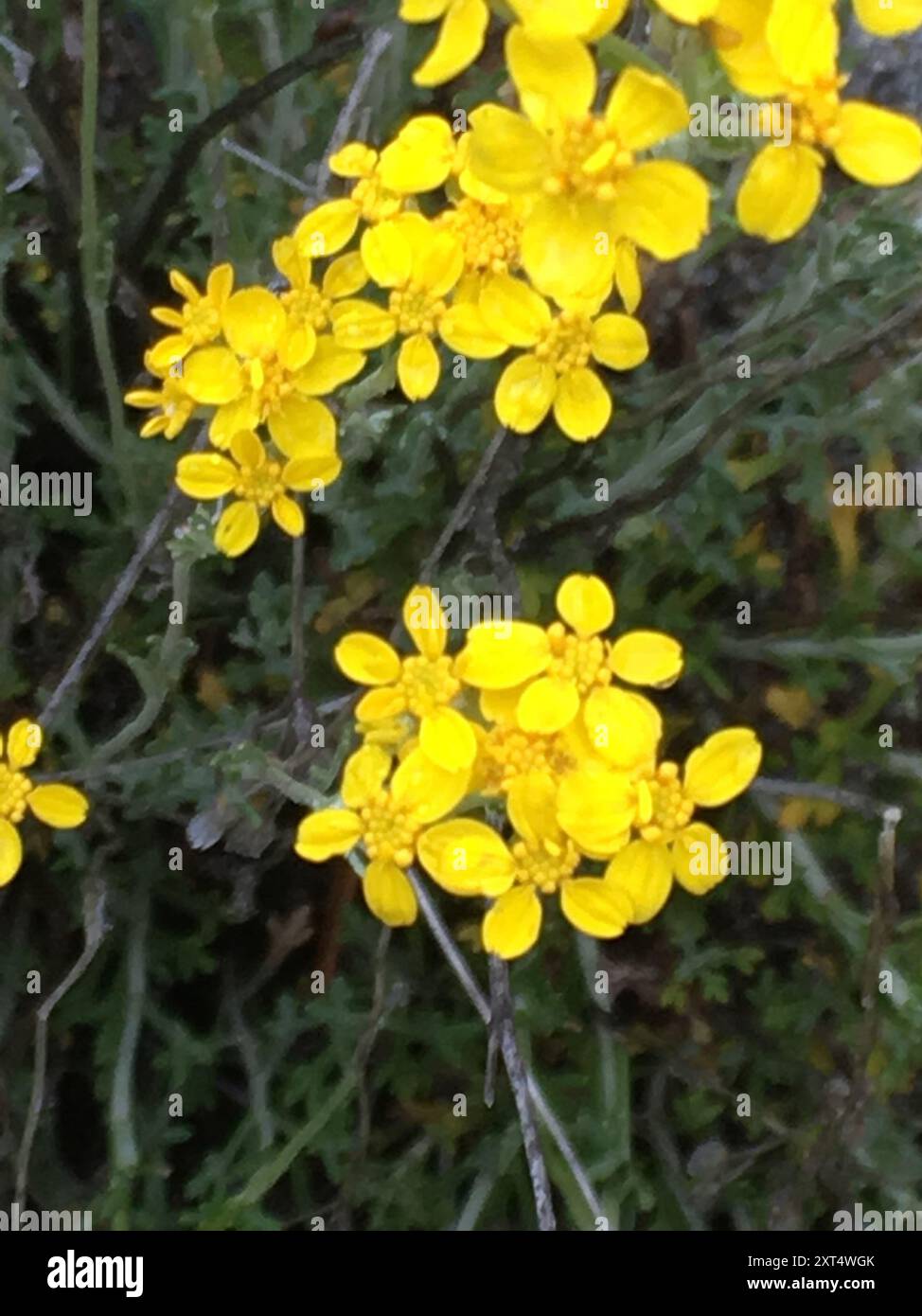 Golden Yarrow (Eriophyllum confertiflorum) Plantae Stock Photo - Alamy