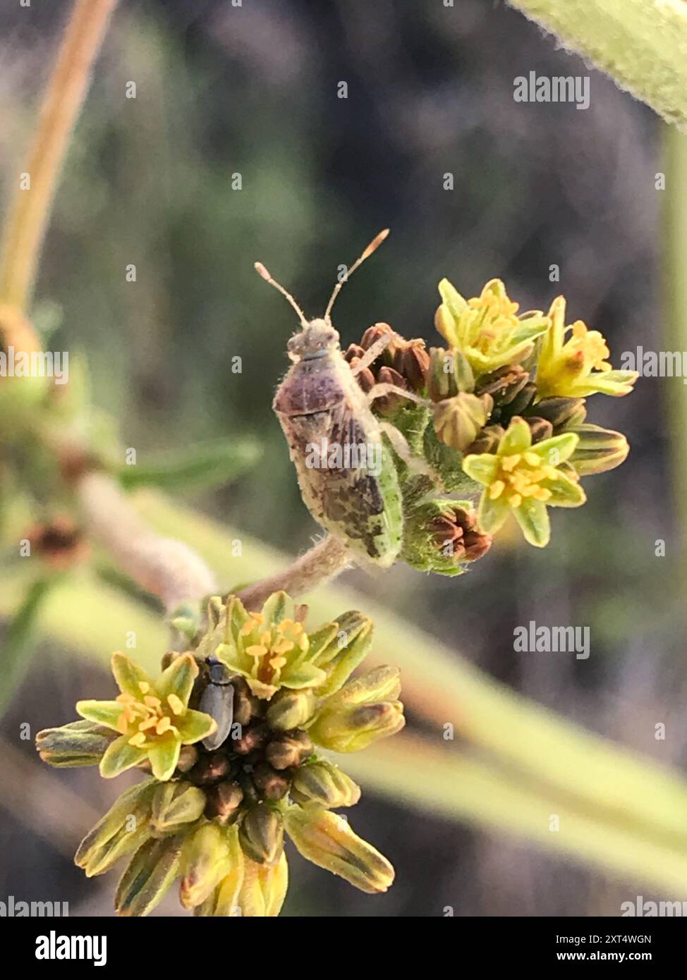Scentless Plant Bugs (Rhopalidae) Insecta Stock Photo - Alamy