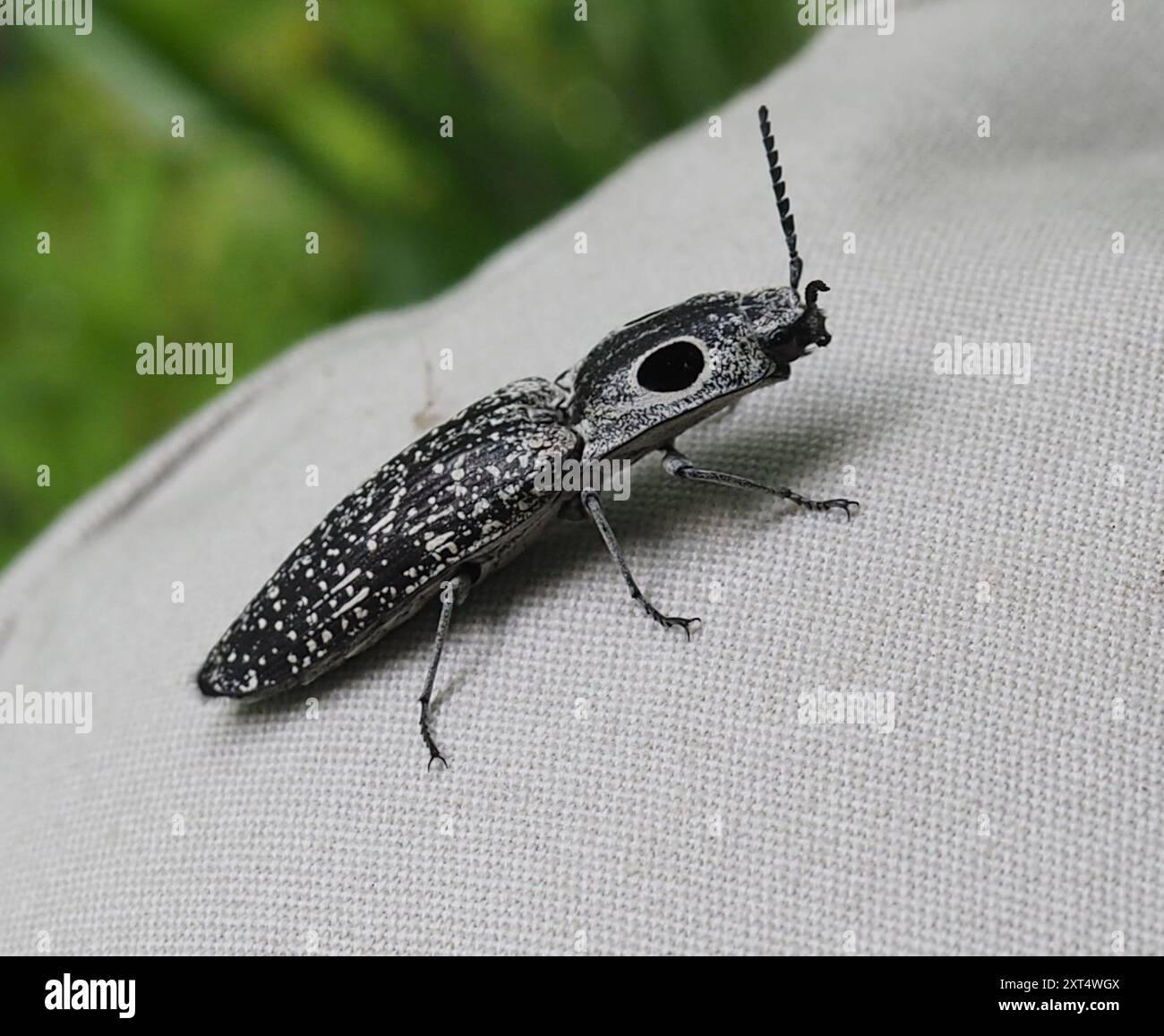 Eastern Eyed Click Beetle (Alaus oculatus) Insecta Stock Photo - Alamy