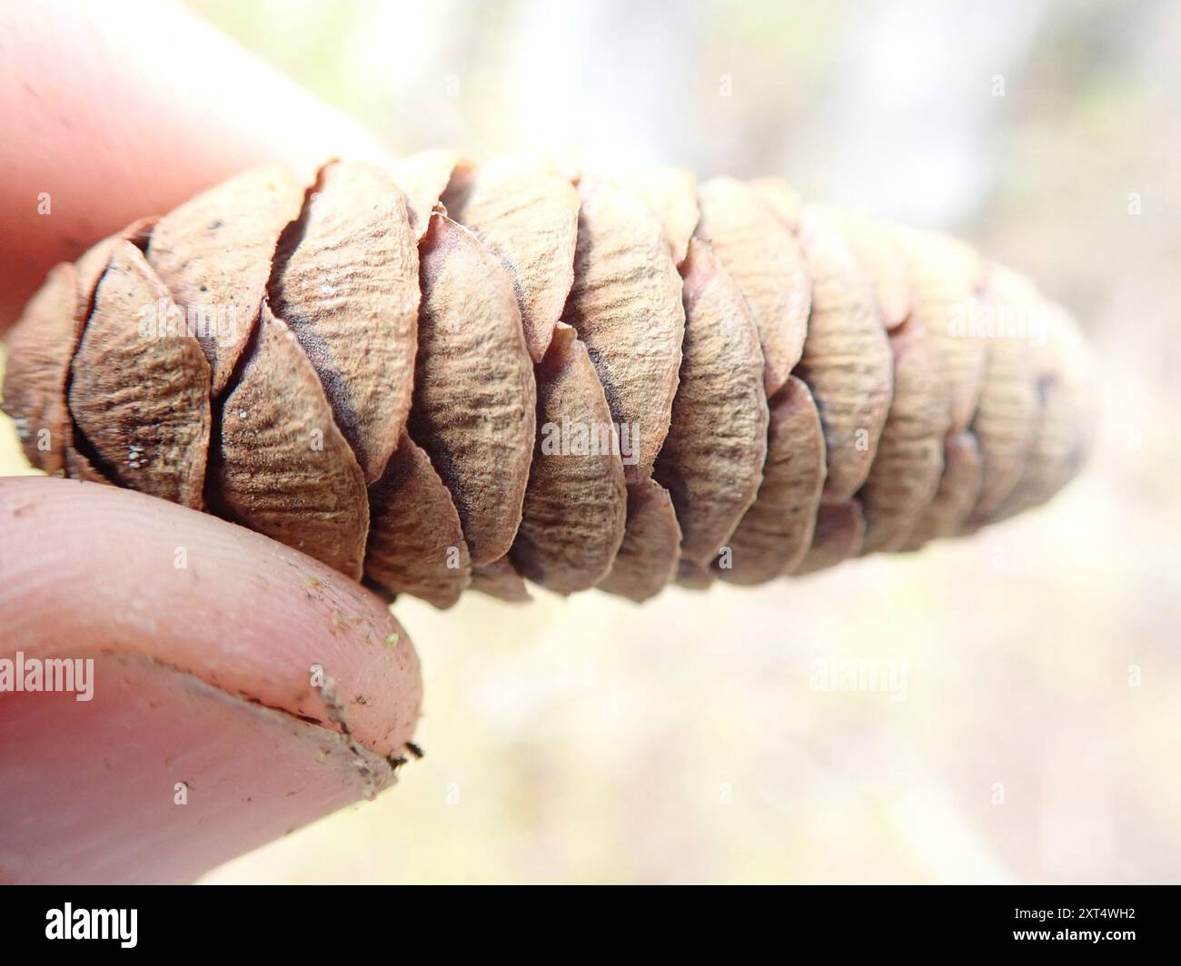 mountain hemlock (Tsuga mertensiana) Plantae Stock Photo - Alamy