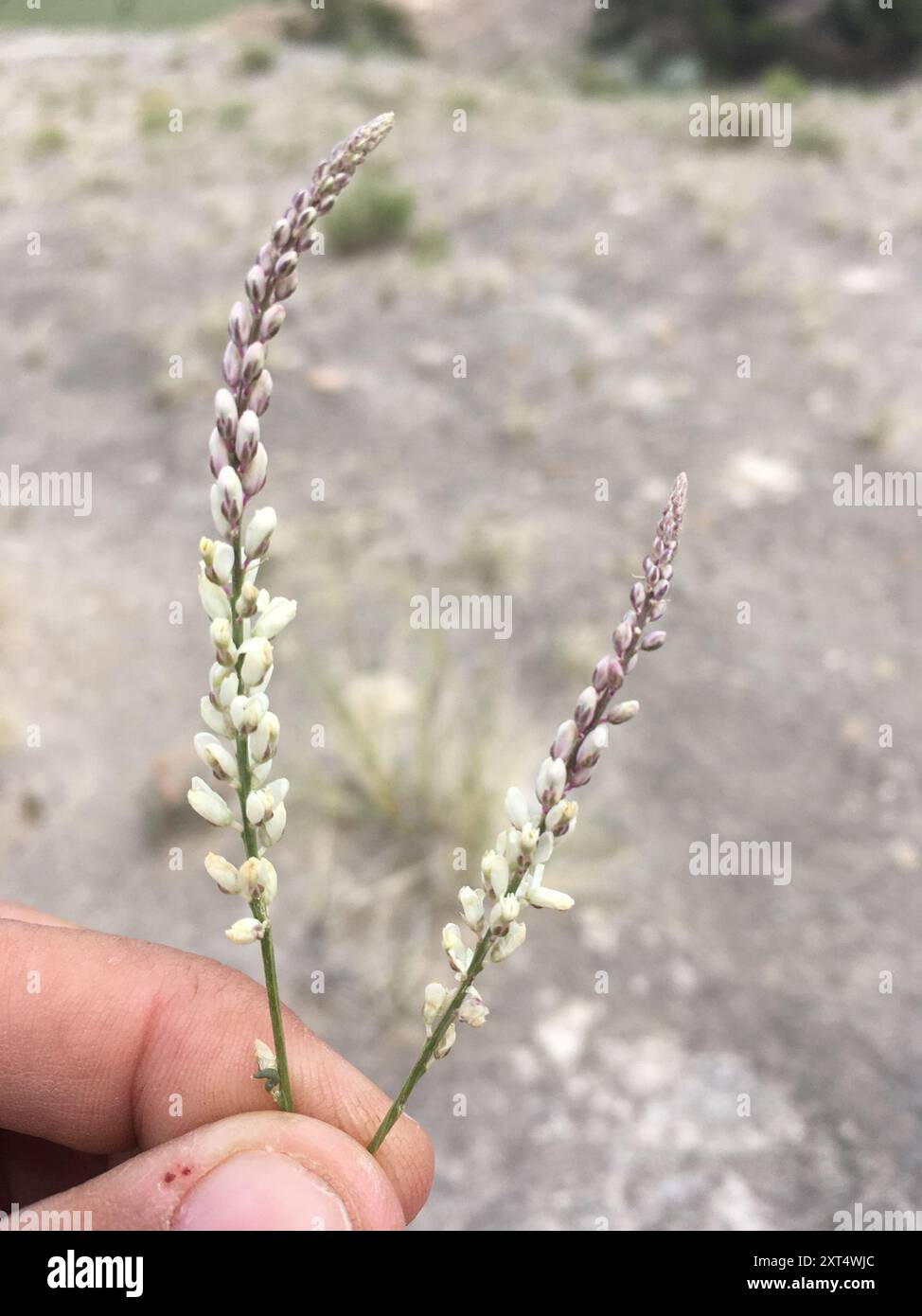 white milkwort (Polygala alba) Plantae Stock Photo - Alamy
