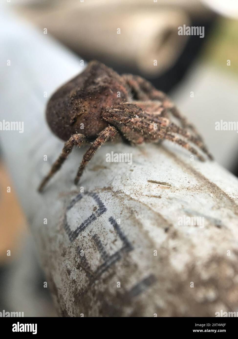 Angulate and Roundshouldered Orbweavers (Araneus) Arachnida Stock Photo ...