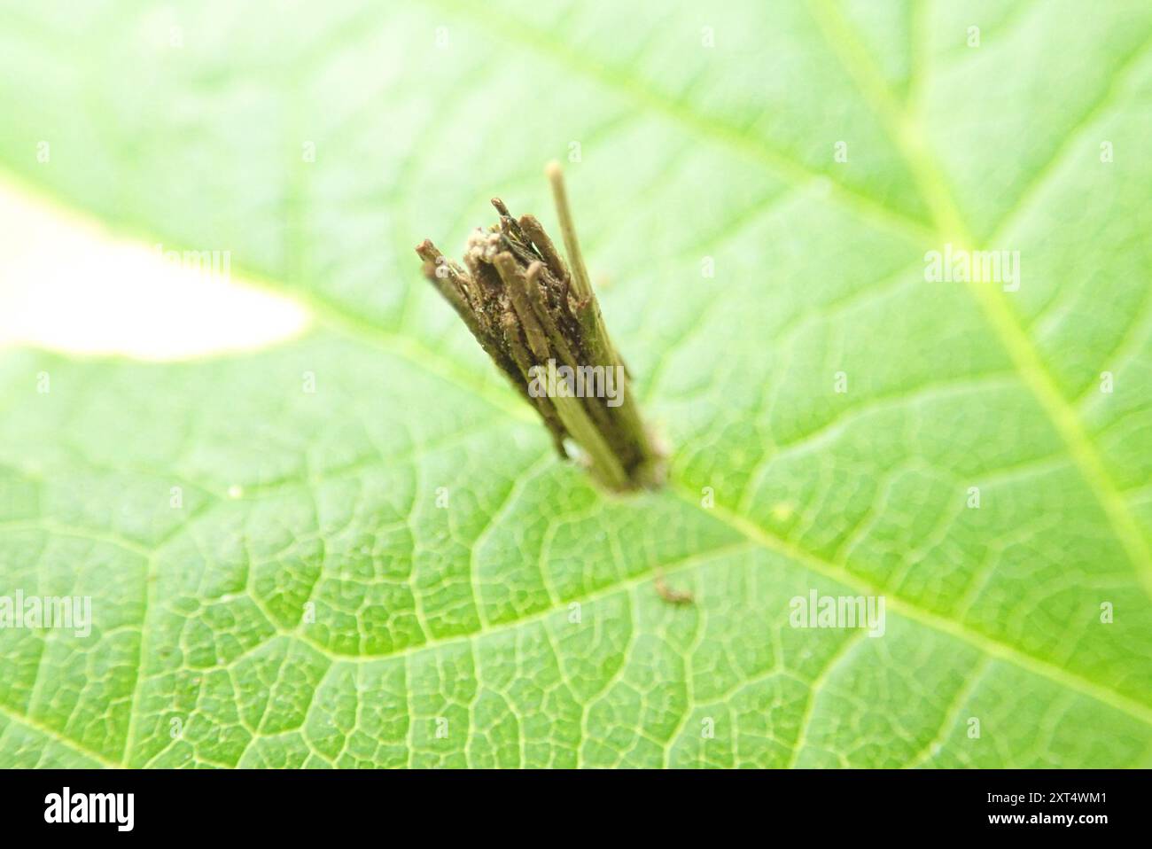 Bagworm Moths (Psychidae) Insecta Stock Photo - Alamy