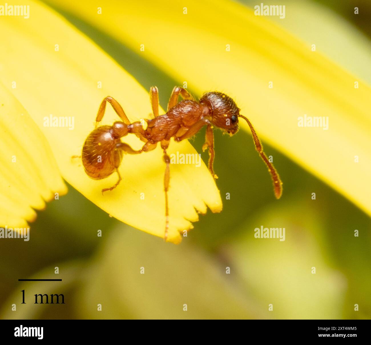 Furrowed Ants (Myrmica) Insecta Stock Photo - Alamy