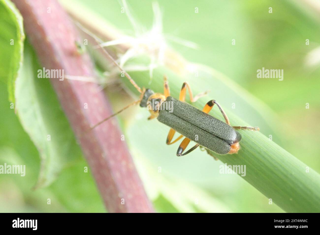 Grey Sailor Beetle (Cantharis nigricans) Insecta Stock Photo - Alamy