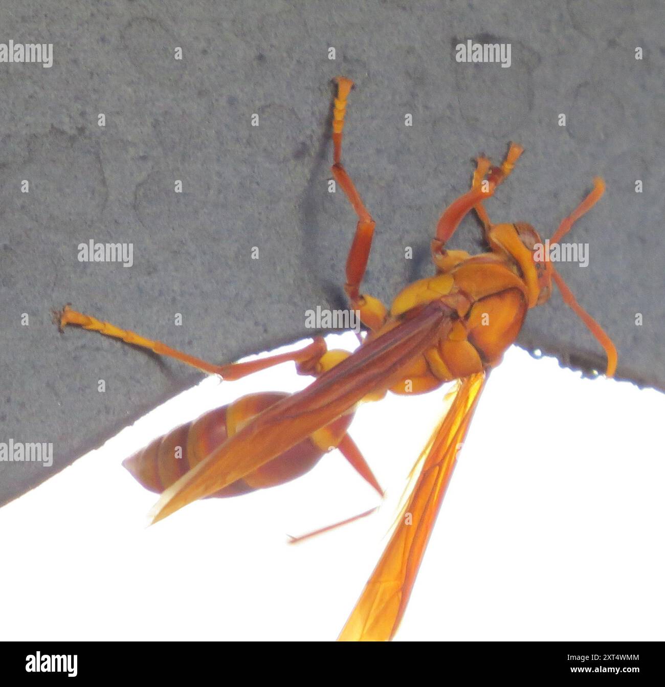 Executioner Wasp (Polistes carnifex) Insecta Stock Photo - Alamy