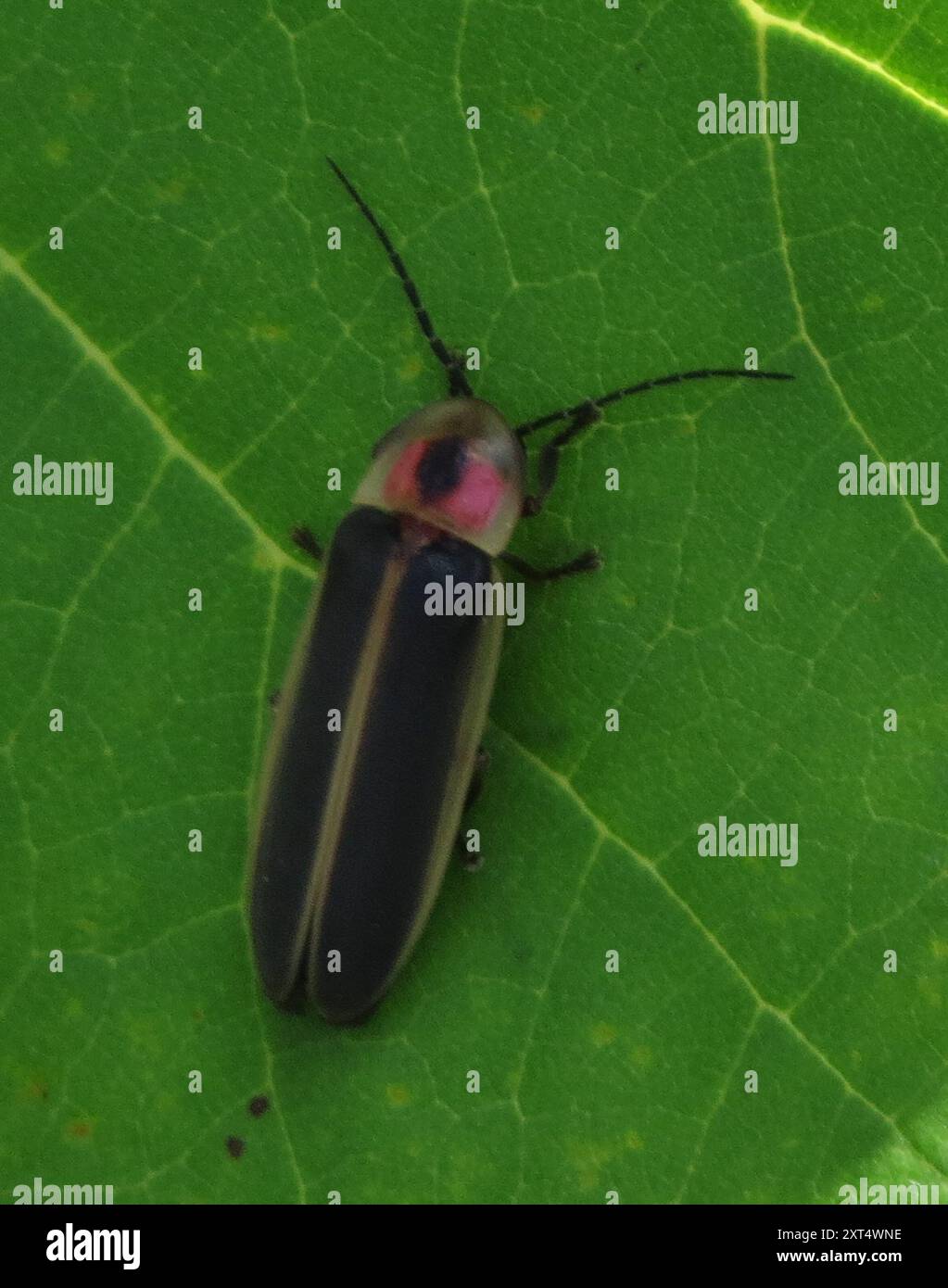 Common Eastern Firefly (Photinus pyralis) Insecta Stock Photo - Alamy