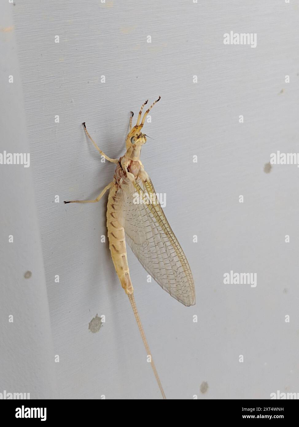 Giant Mayfly (Hexagenia limbata) Insecta Stock Photo - Alamy