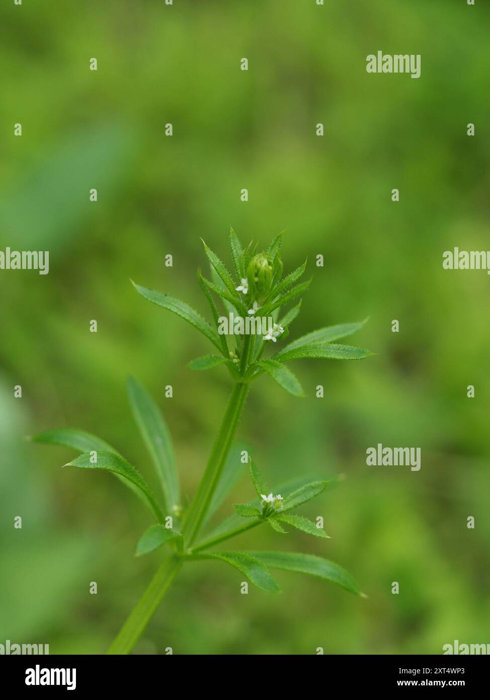 catchweed bedstraw (Galium aparine) Plantae Stock Photo - Alamy