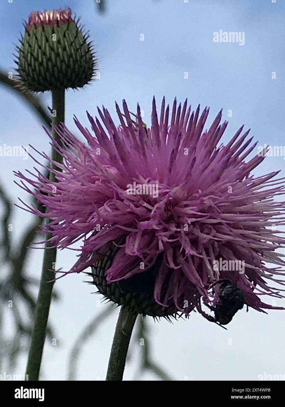 Texas Thistle (Cirsium texanum) Plantae Stock Photo - Alamy