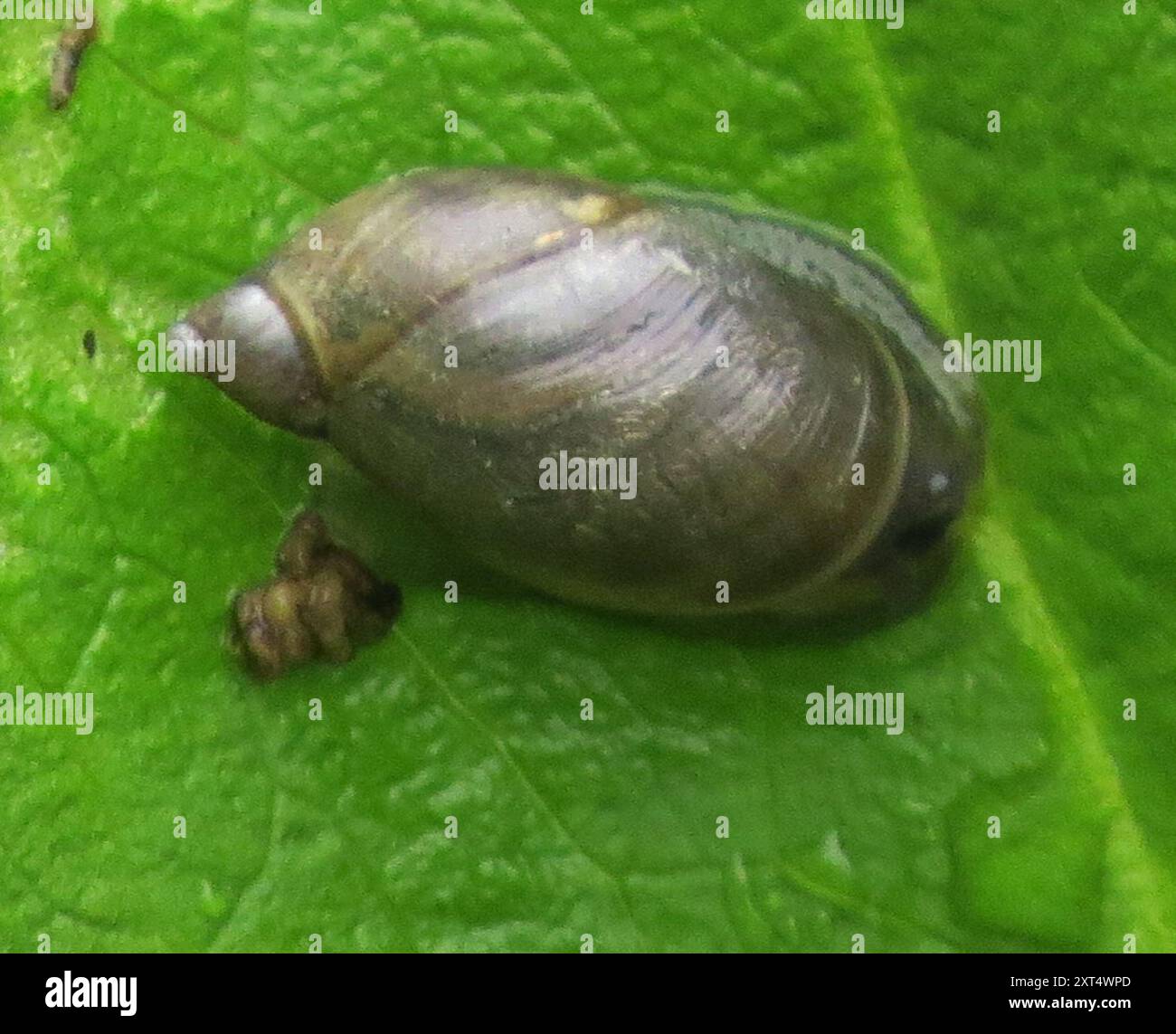 Amber Snails (Succineidae) Mollusca Stock Photo - Alamy