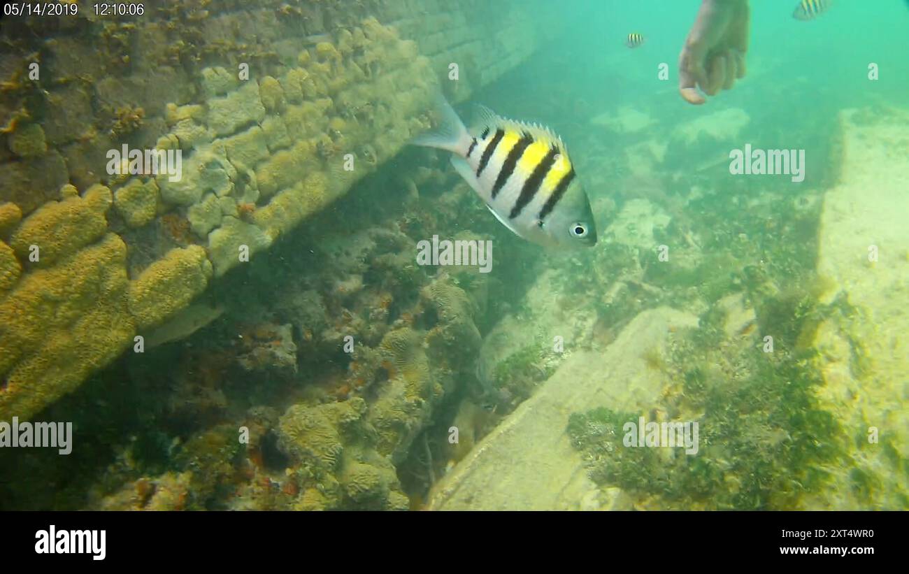 Atlantic Sergeant Major (Abudefduf saxatilis) Actinopterygii Stock ...