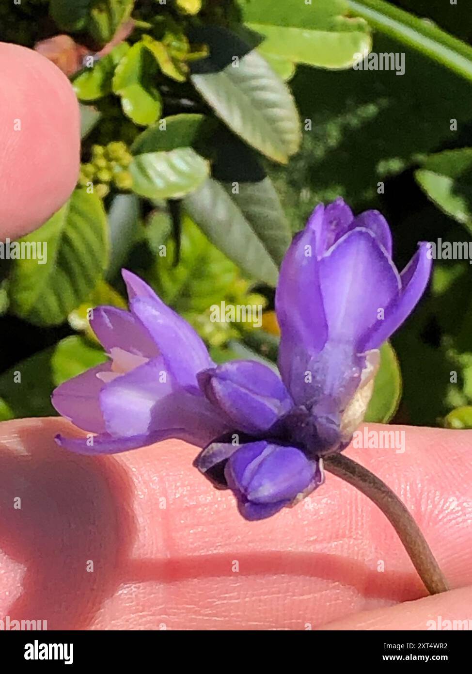 (Dipterostemon capitatus capitatus) Plantae Stock Photo - Alamy
